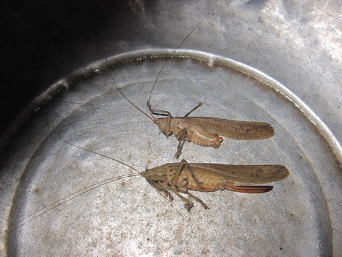 Hiện tượng lạ ở Đại Từ: Đàn muồm muỗm hàng nghìn con bay về phố xá ...